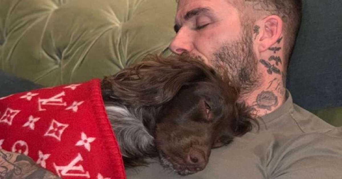 Copertina Louis Vuitton anche per il cane dei Beckham, sapete quanto costa?